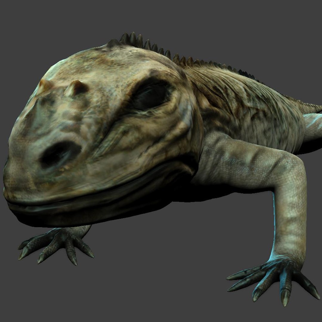 Iguana 3d Model