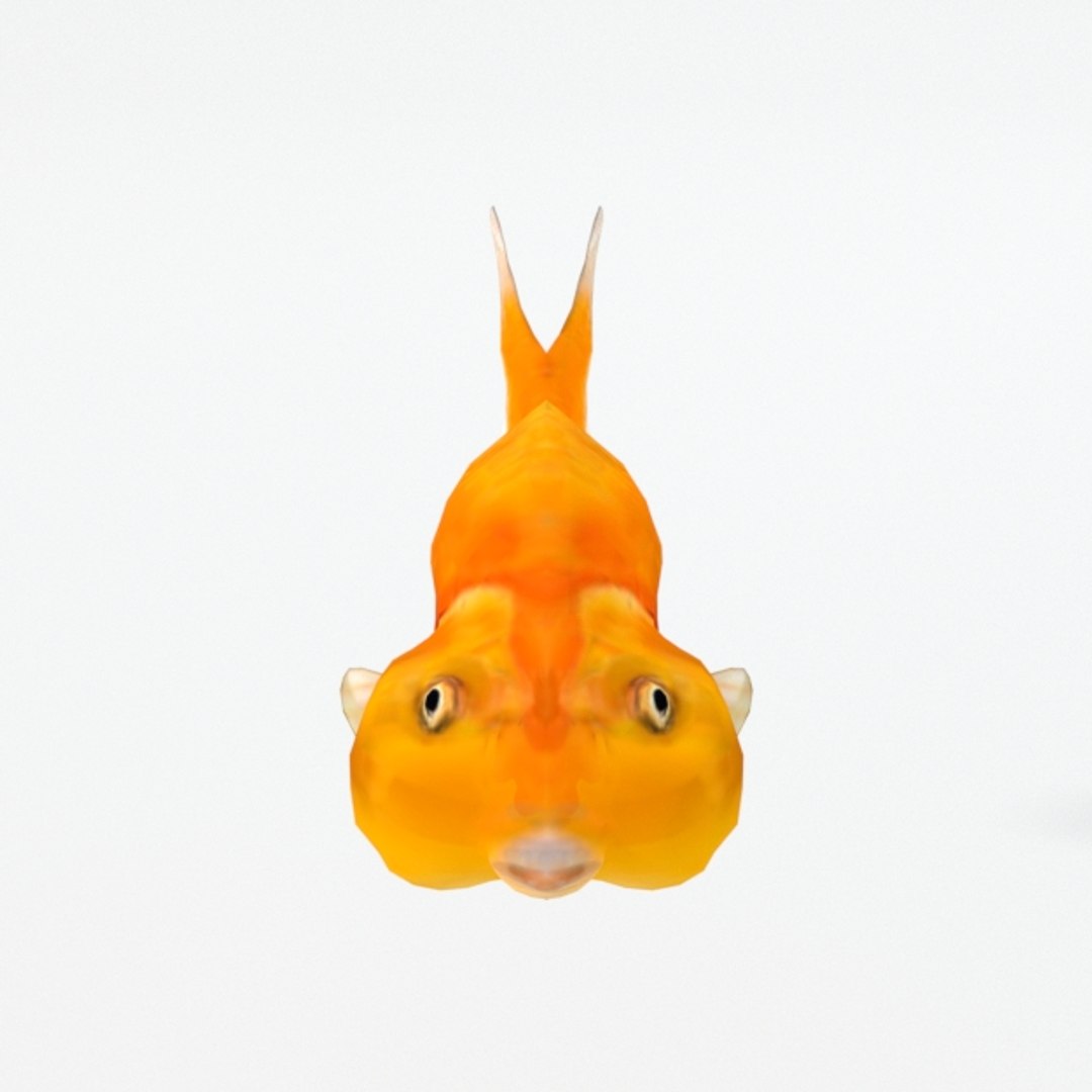 3D bubble eye fish model - TurboSquid 1400276