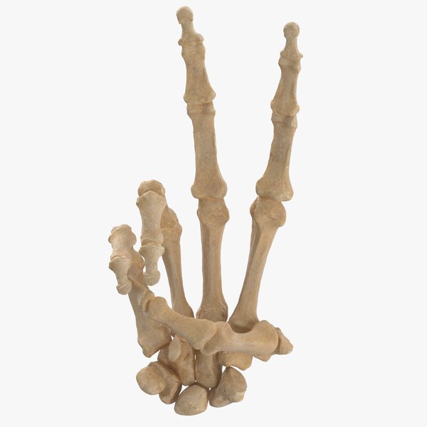 Skeletal Hand 3D Models for Download | TurboSquid