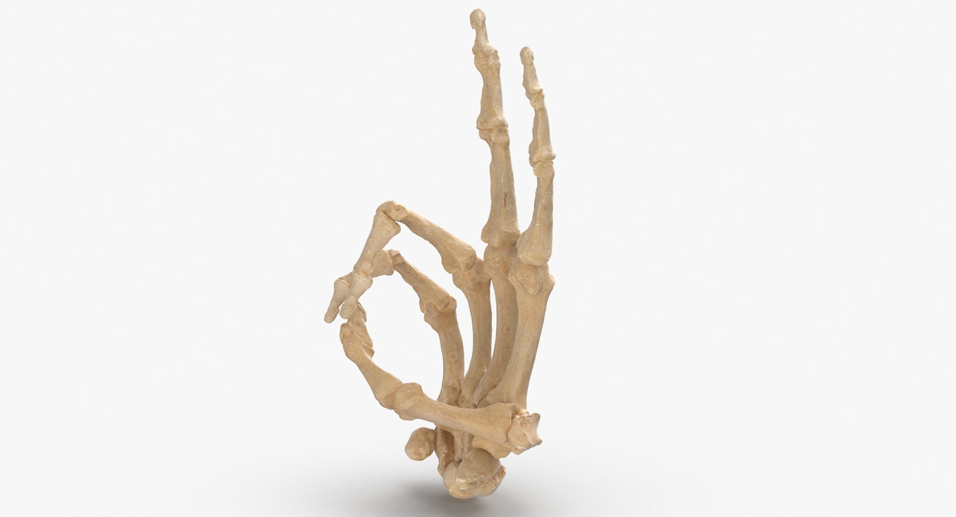 3D Model Human Hand Bones Peace Sign - TurboSquid 1608384