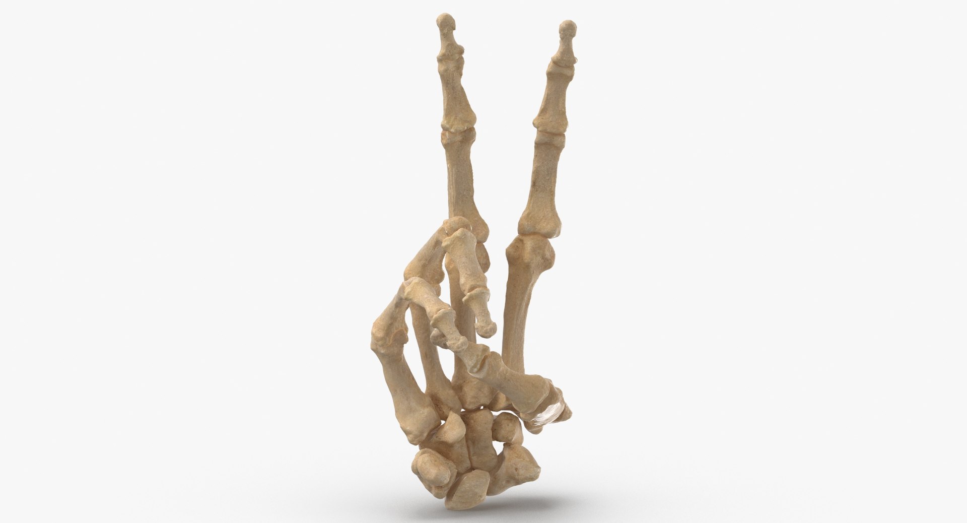 3D Model Human Hand Bones Peace Sign - TurboSquid 1608384