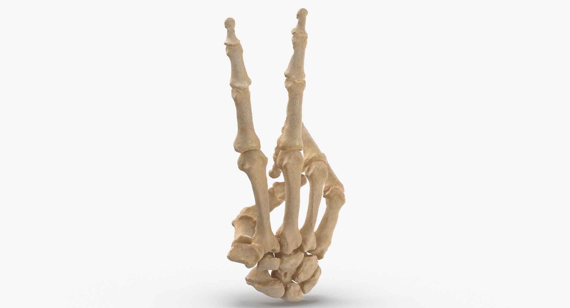 3D Model Human Hand Bones Peace Sign - TurboSquid 1608384