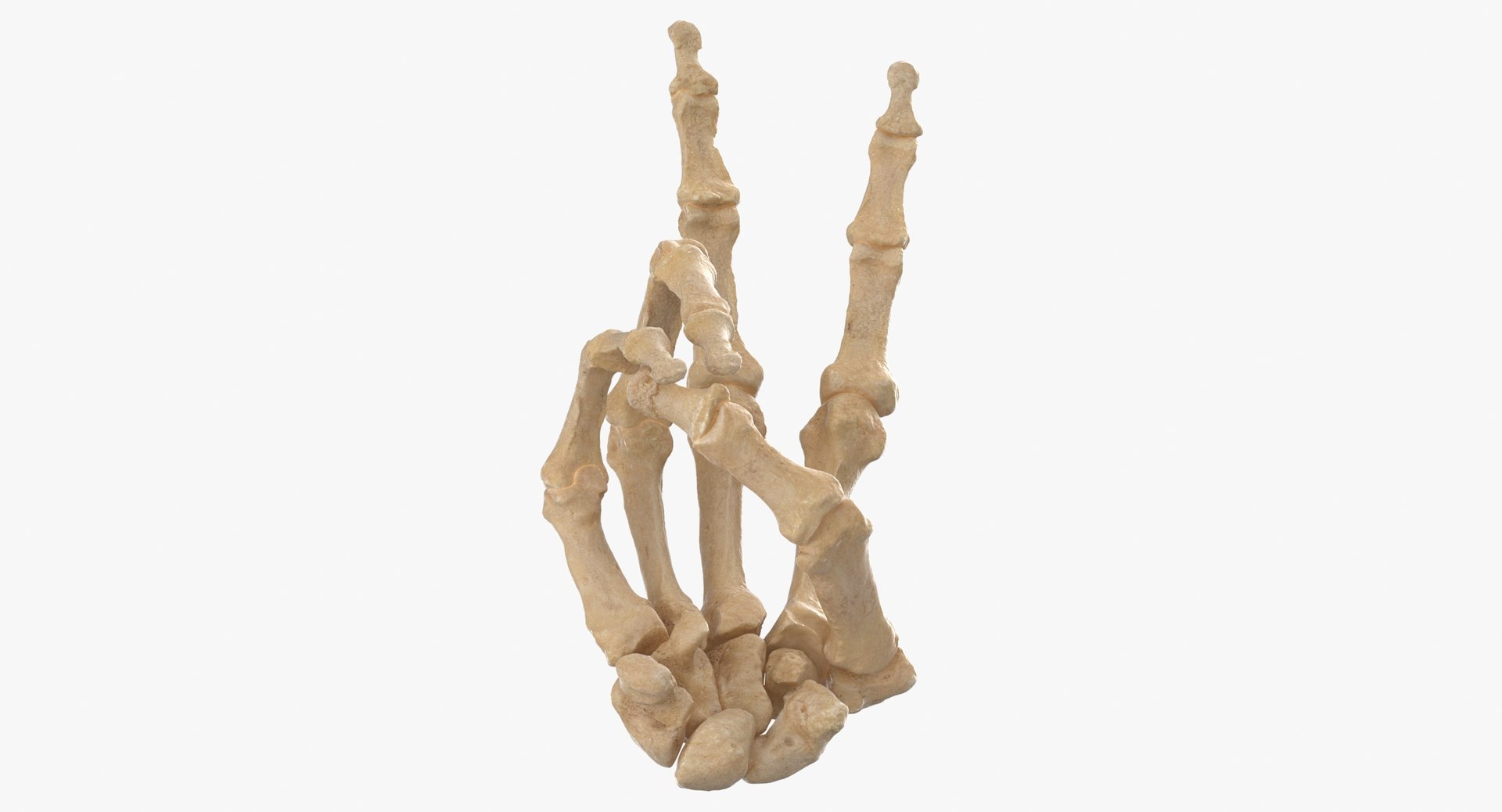 3D Model Human Hand Bones Peace Sign - TurboSquid 1608384