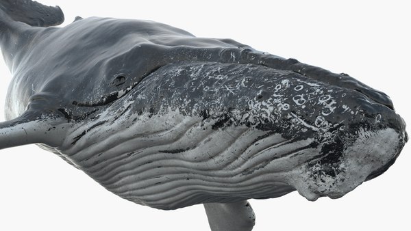 humpback whale rig obj