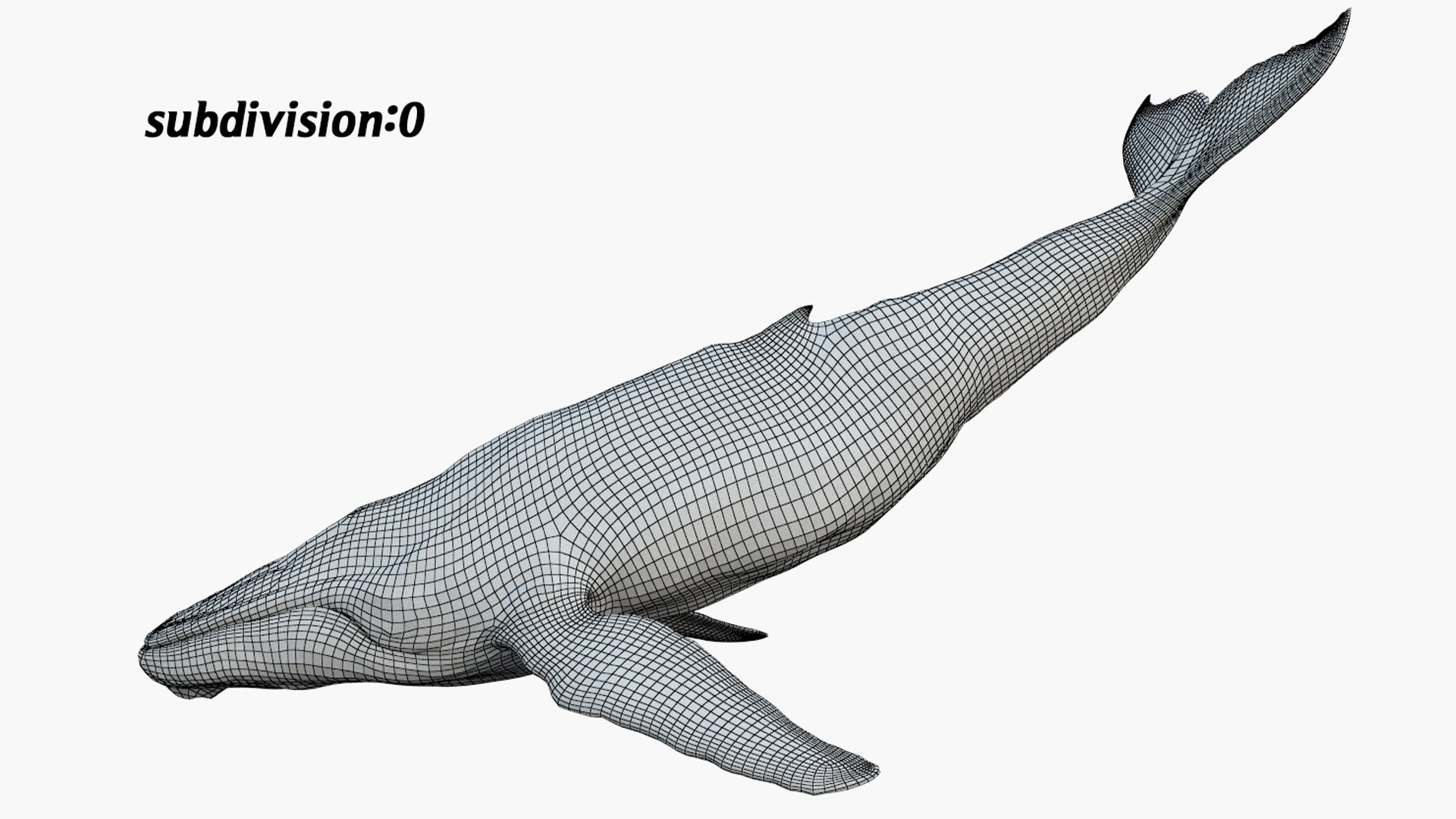 Humpback Whale Rig Obj