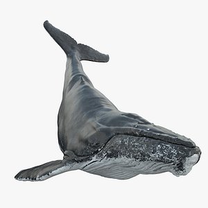 Animated And Low Poly Whale Shark Cartoonstation 3D Models For Download ...