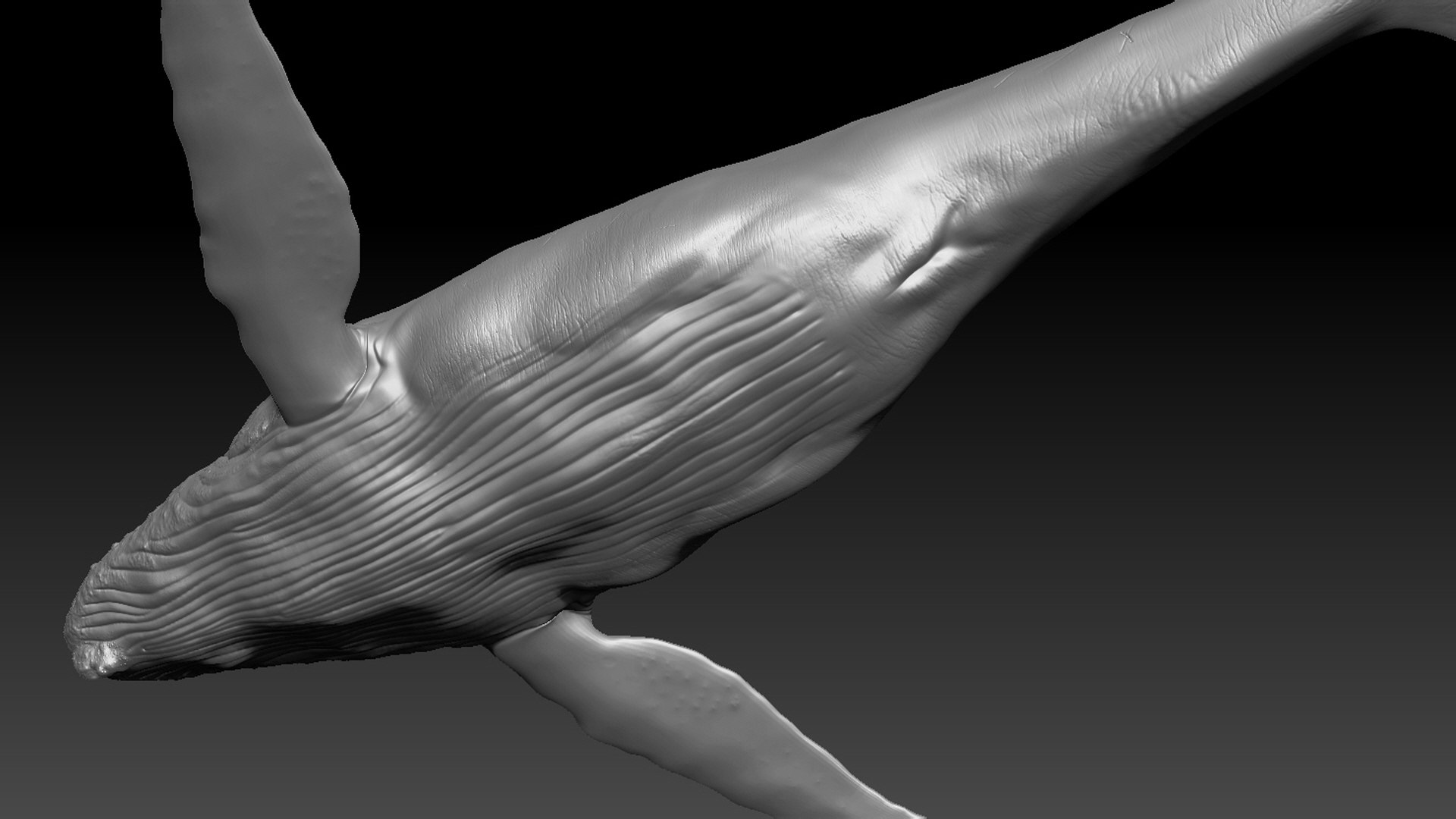 Humpback Whale Rig Obj