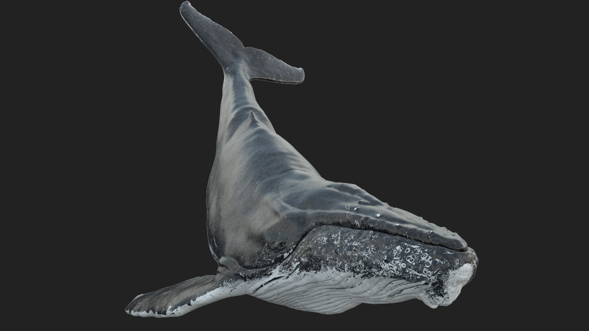 Humpback Whale Rig Obj