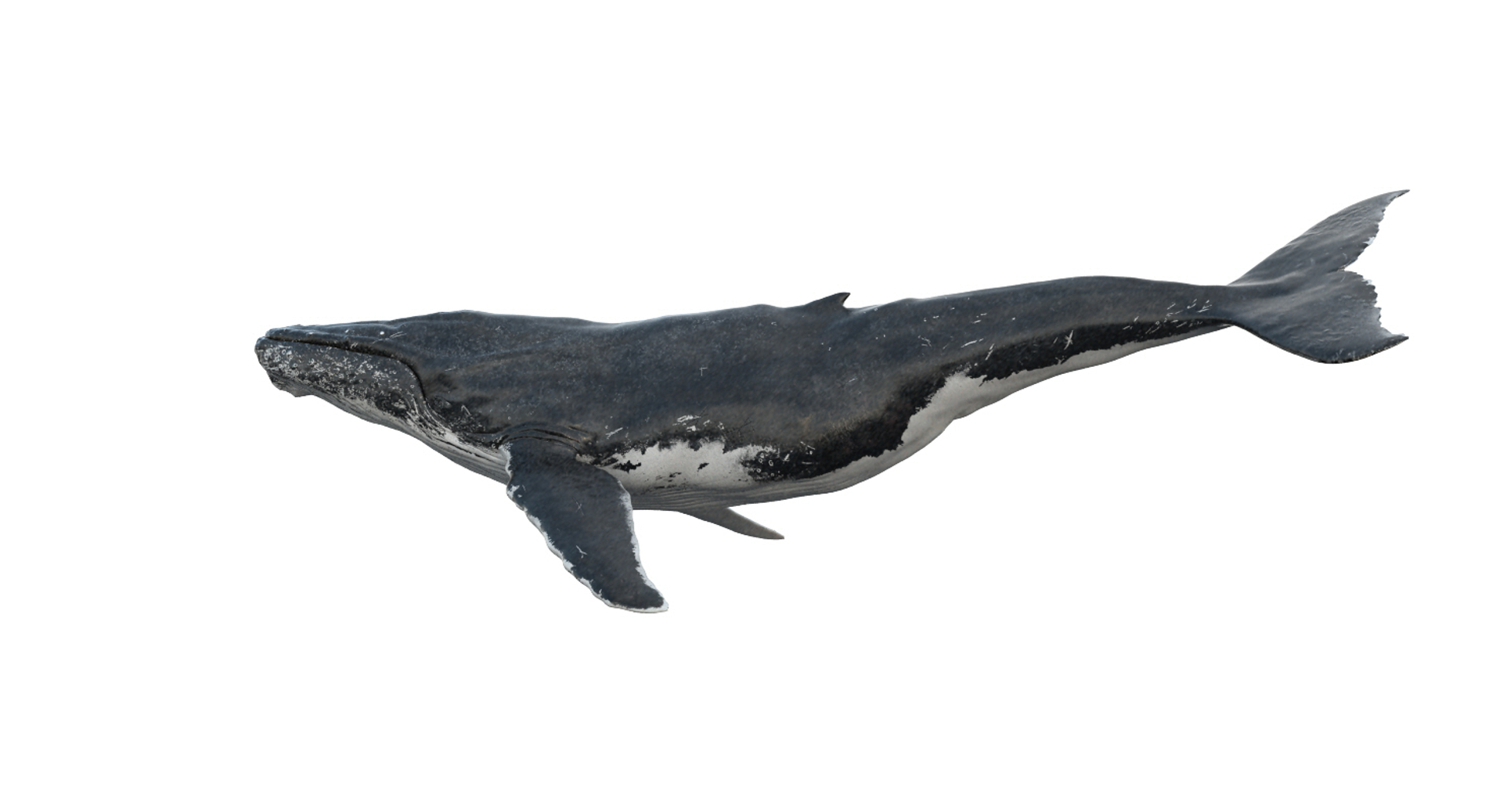Humpback Whale Rig Obj
