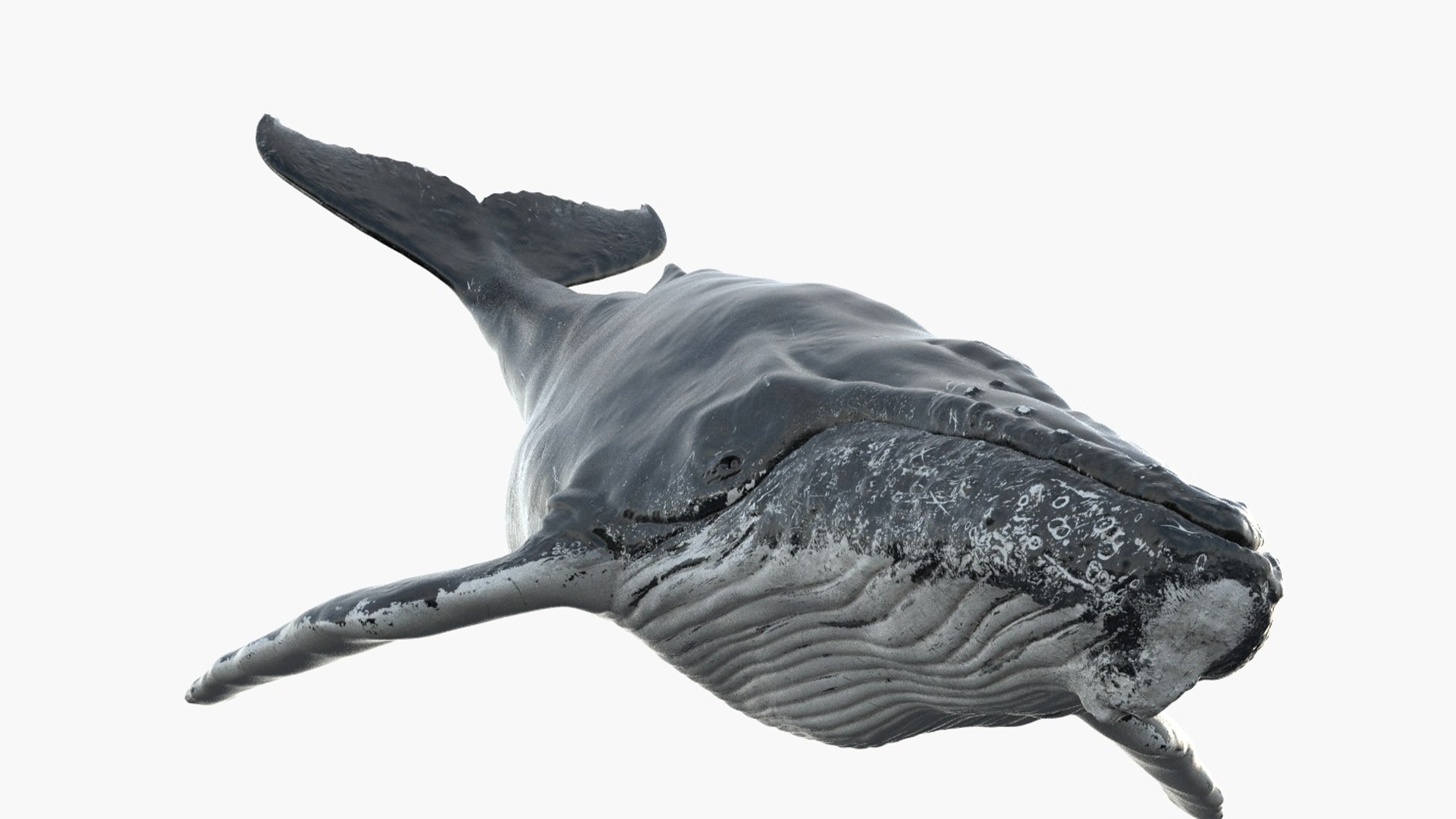 Humpback Whale Rig Obj