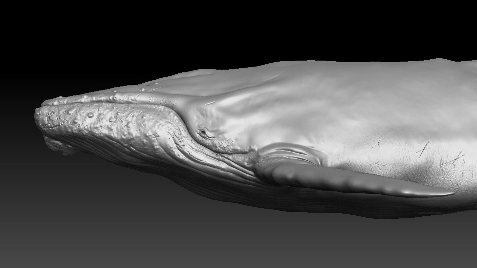Humpback Whale Rig Obj