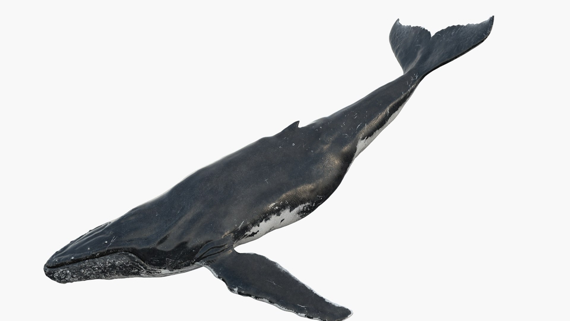 Humpback Whale Rig Obj