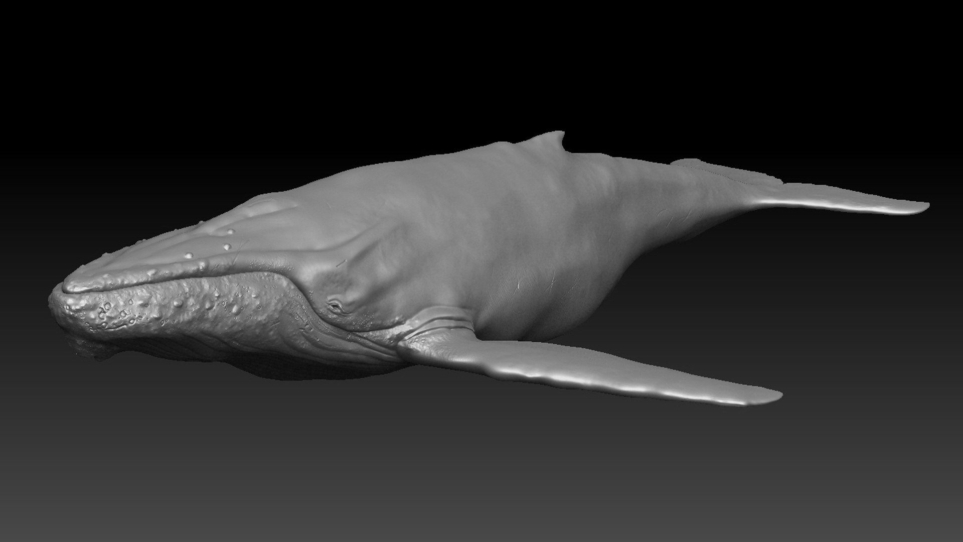 Humpback Whale Rig Obj