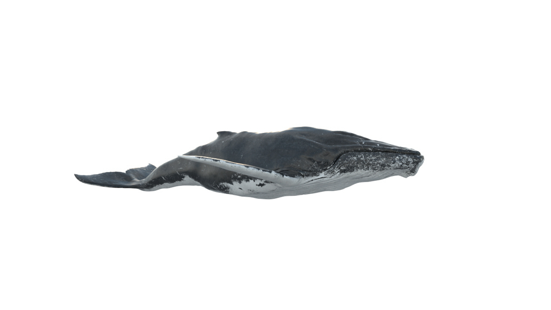 Humpback Whale Rig Obj