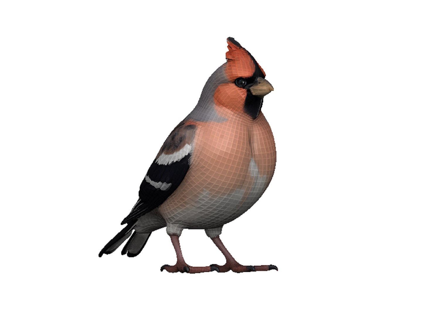 Finch Model - TurboSquid 2434641