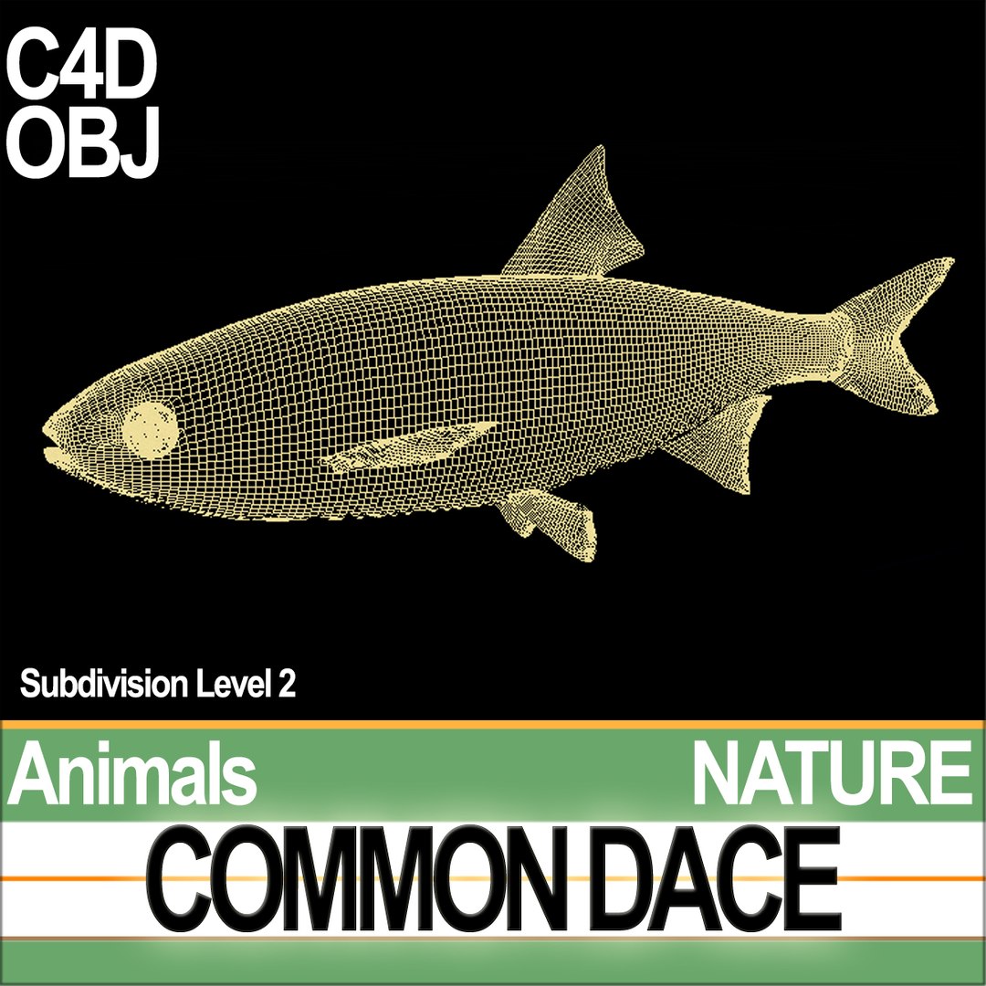common dace 3d model