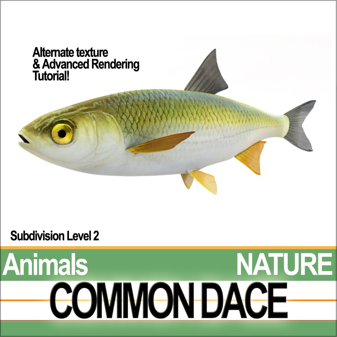 common dace 3d model
