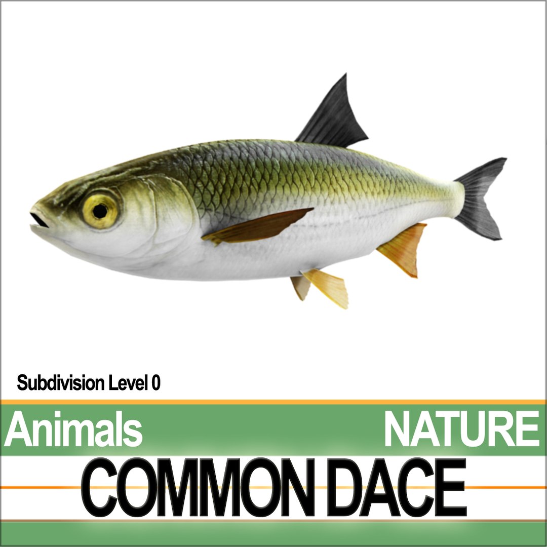 common dace 3d model
