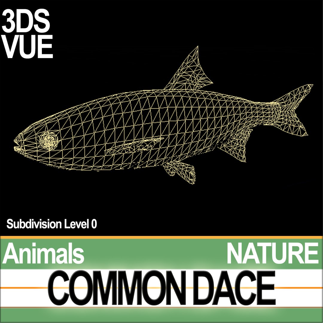 common dace 3d model