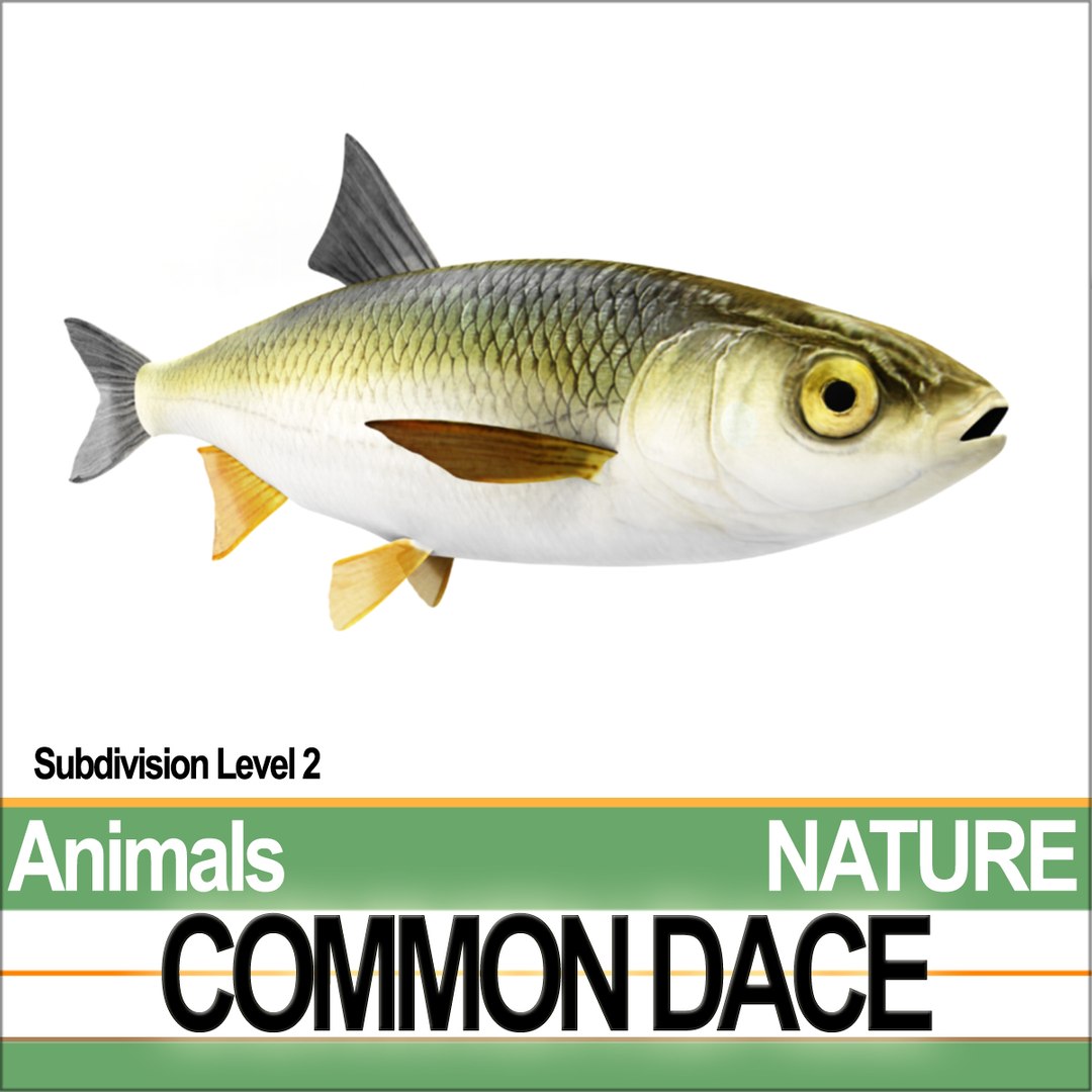 common dace 3d model