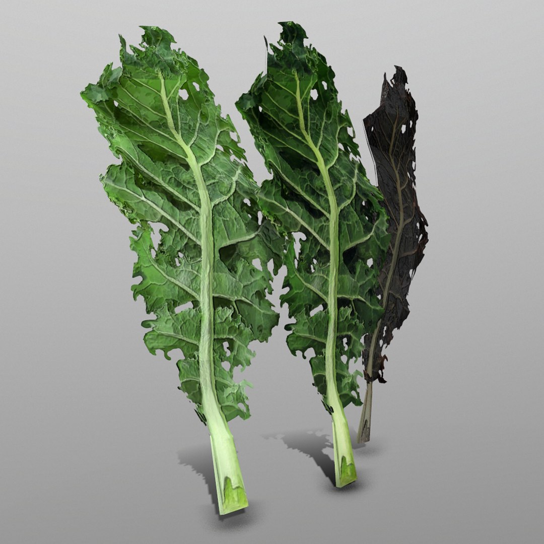 3D Model Kale Ready Games - TurboSquid 1289443