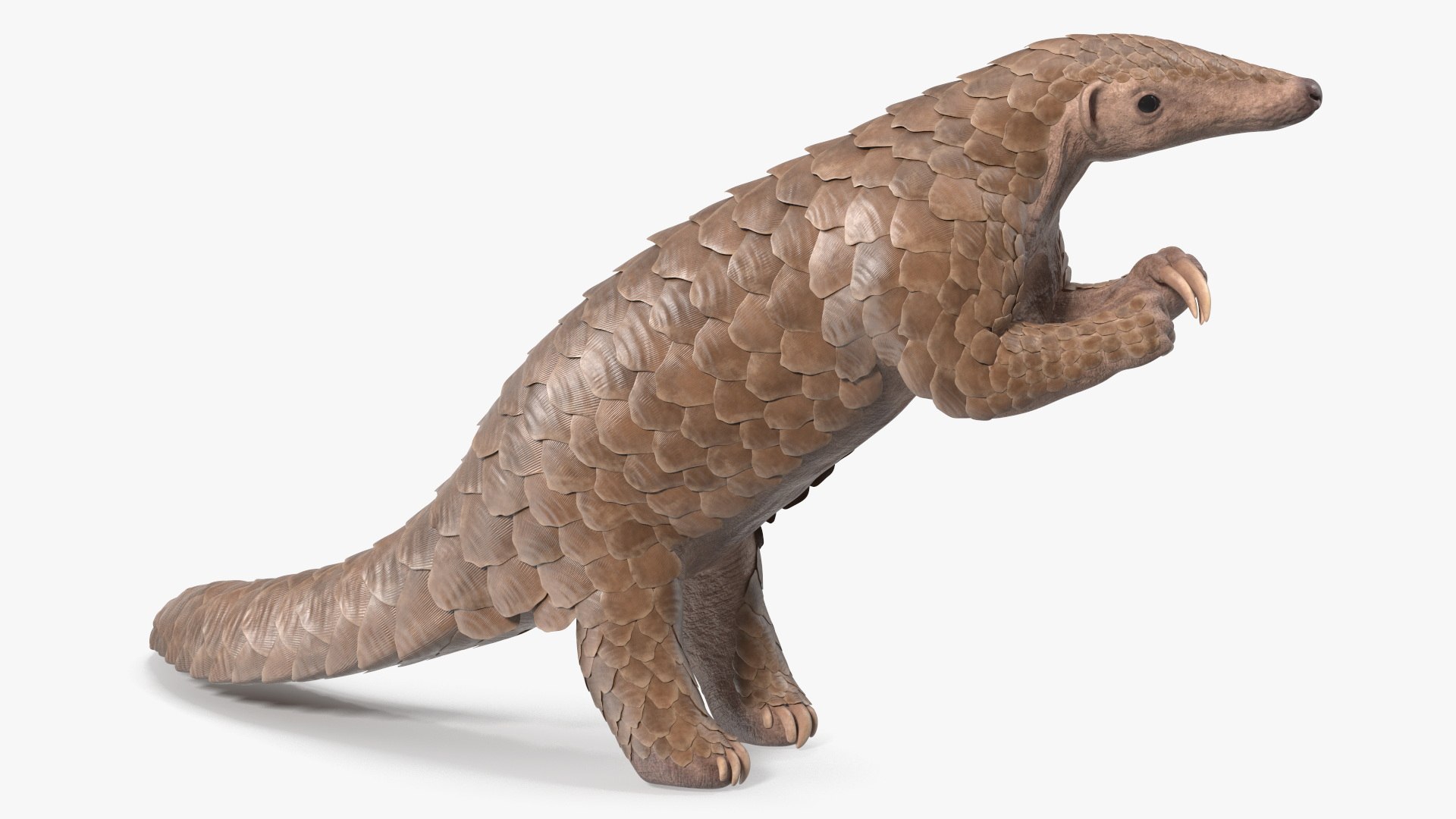 3D Realistic Pangolin In Standing Pose Model - TurboSquid 2218477