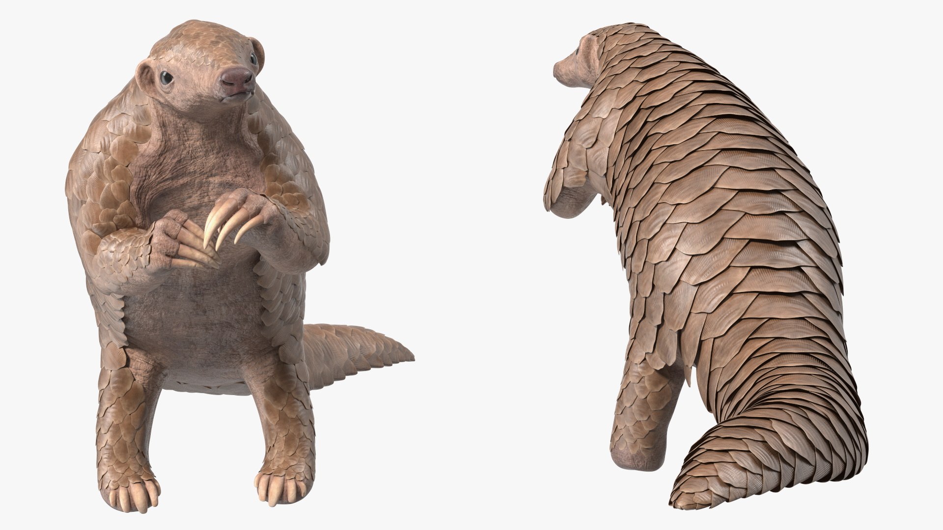 3D Realistic Pangolin In Standing Pose Model - TurboSquid 2218477