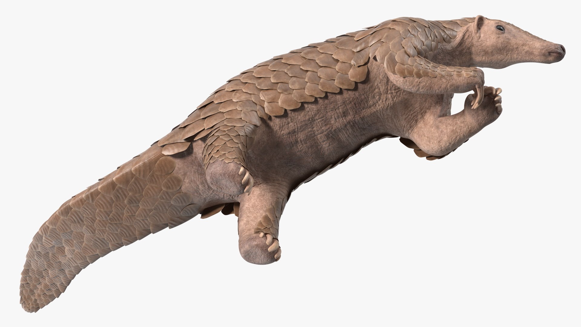 3D Realistic Pangolin In Standing Pose Model - TurboSquid 2218477