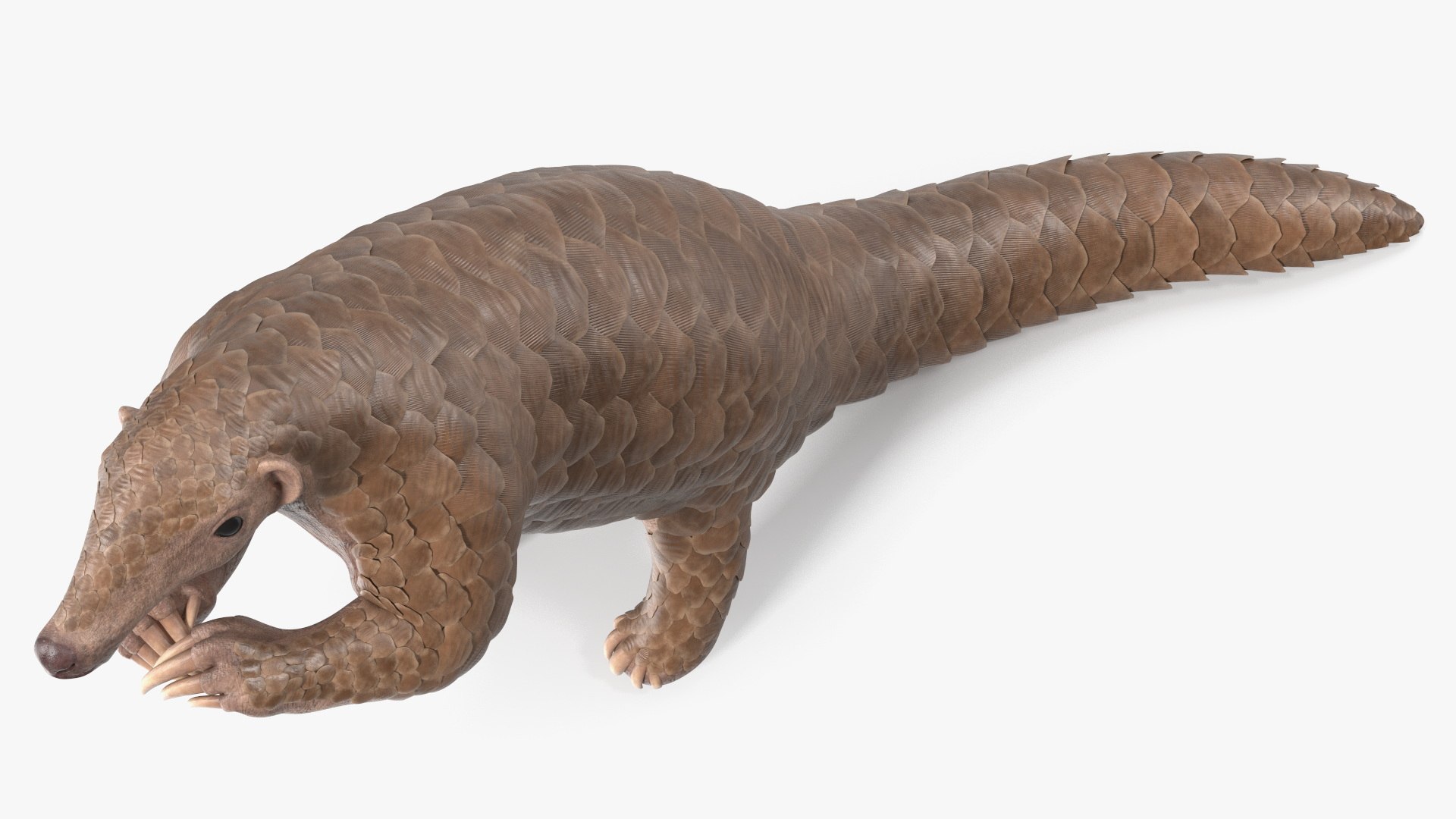 3D Realistic Pangolin In Standing Pose Model - TurboSquid 2218477