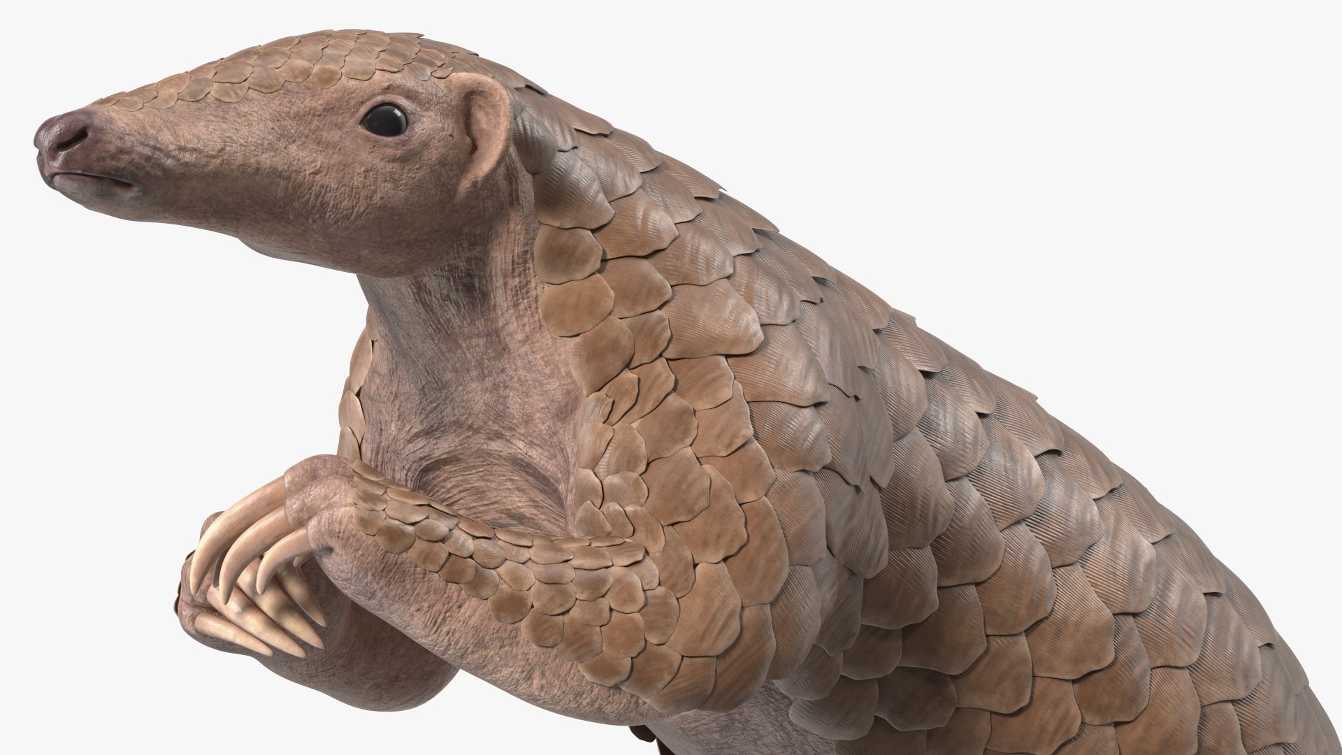 3D Realistic Pangolin In Standing Pose Model - TurboSquid 2218477