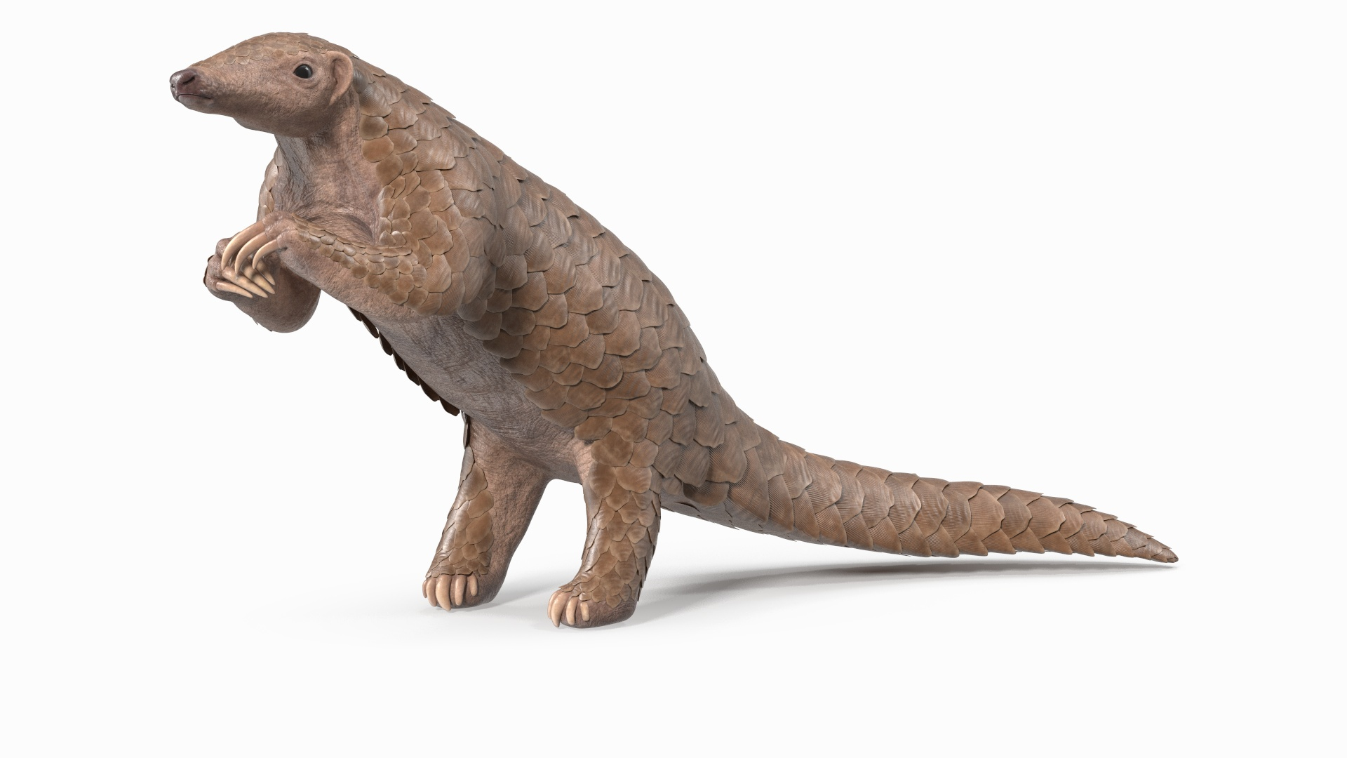 3D Realistic Pangolin In Standing Pose Model - TurboSquid 2218477