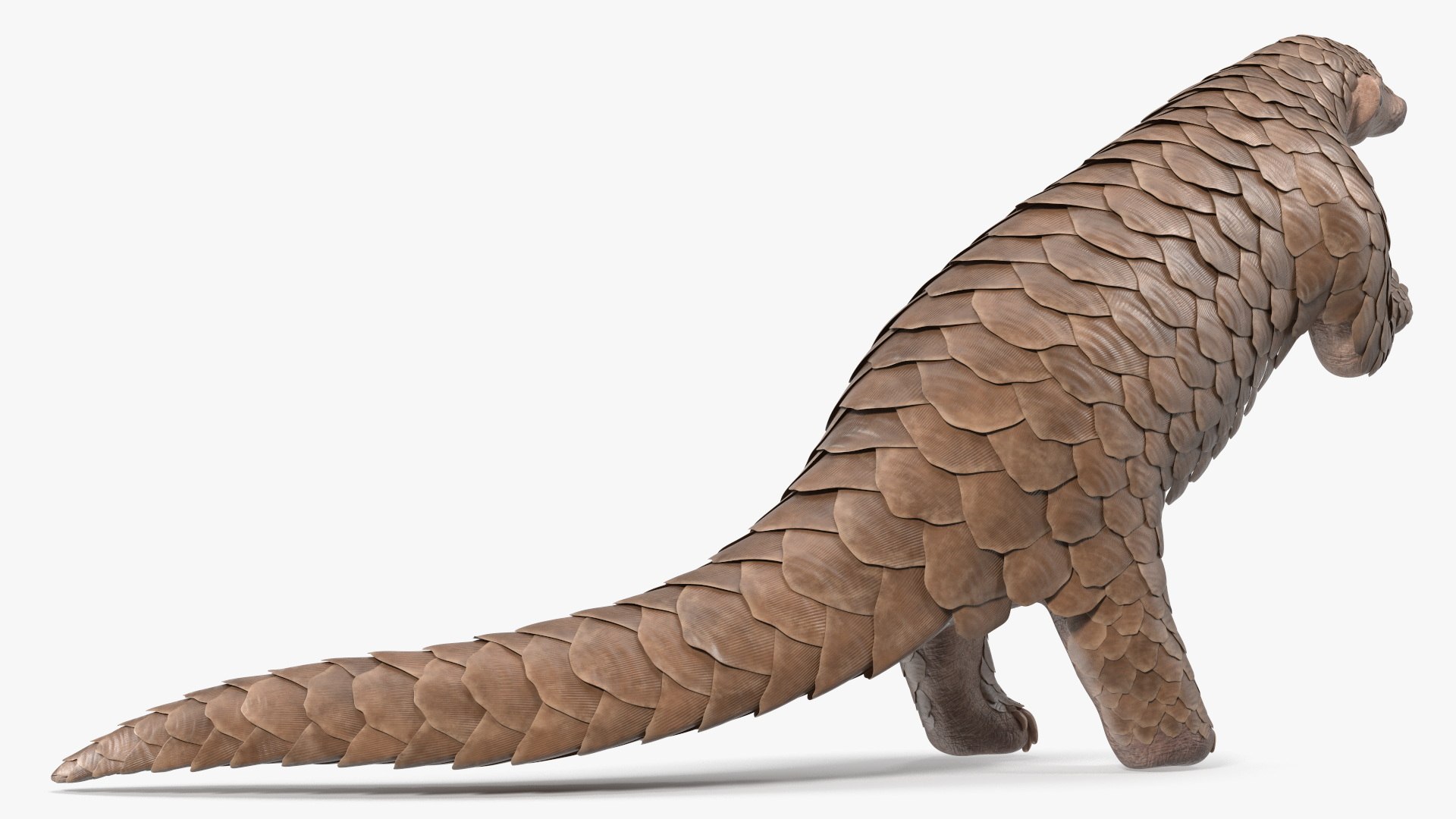 3D Realistic Pangolin In Standing Pose Model - TurboSquid 2218477