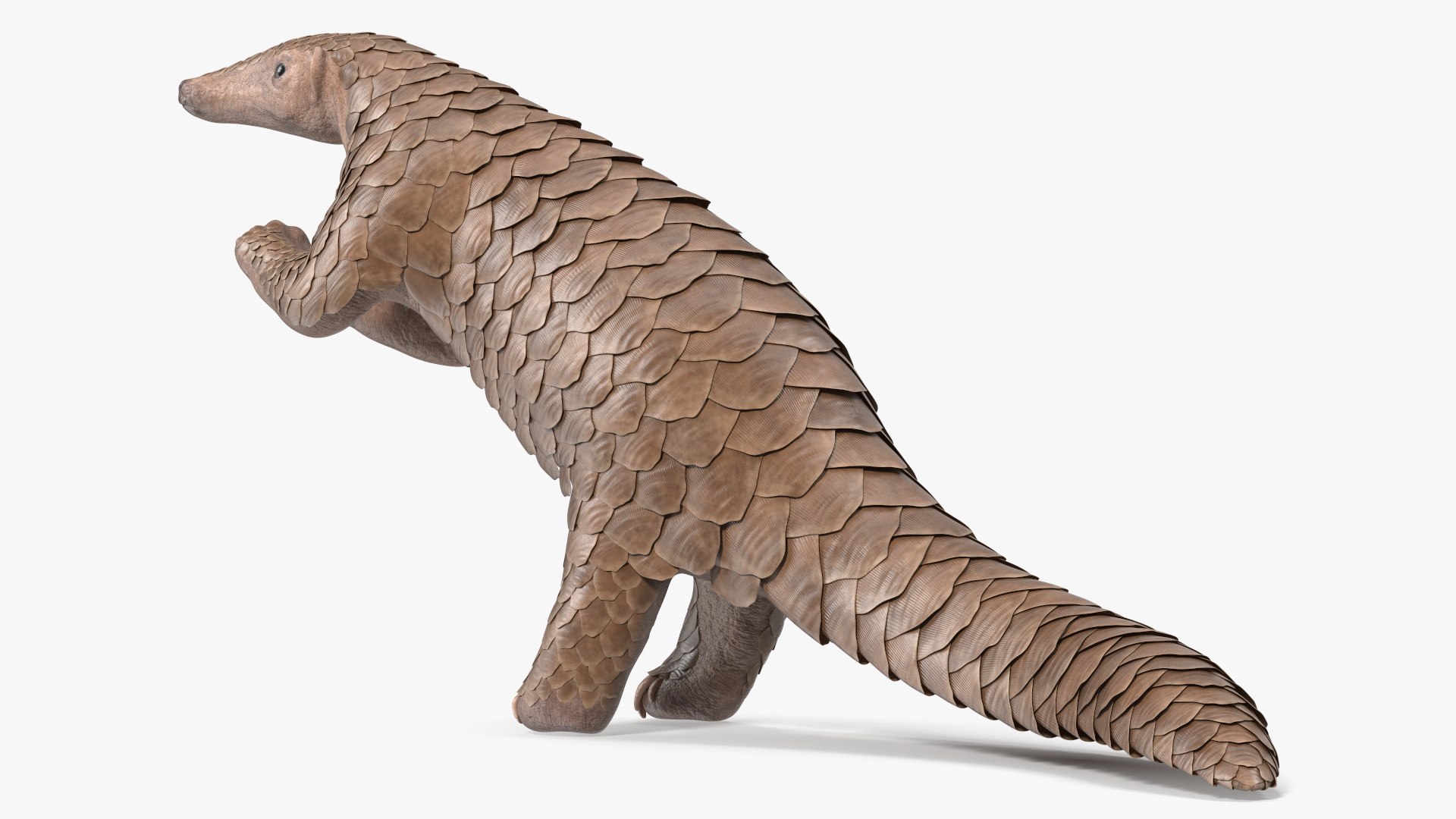 3D Realistic Pangolin In Standing Pose Model - TurboSquid 2218477