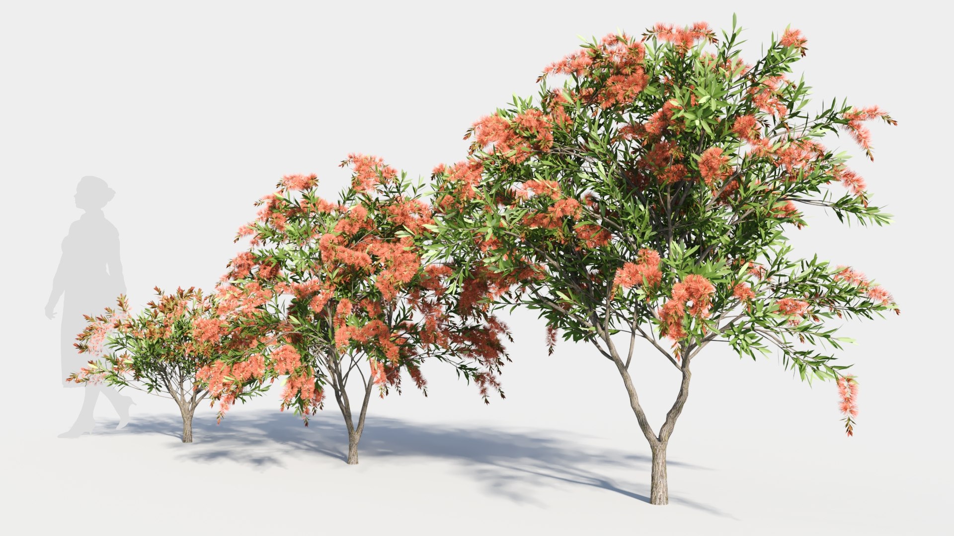 Callistemon Endeavour C 3D Model - TurboSquid 2133593