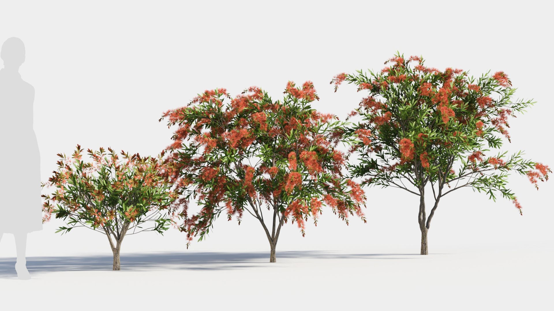 Callistemon Endeavour C 3D Model - TurboSquid 2133593