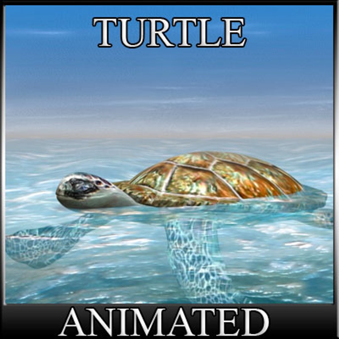 Obj Water Turtle