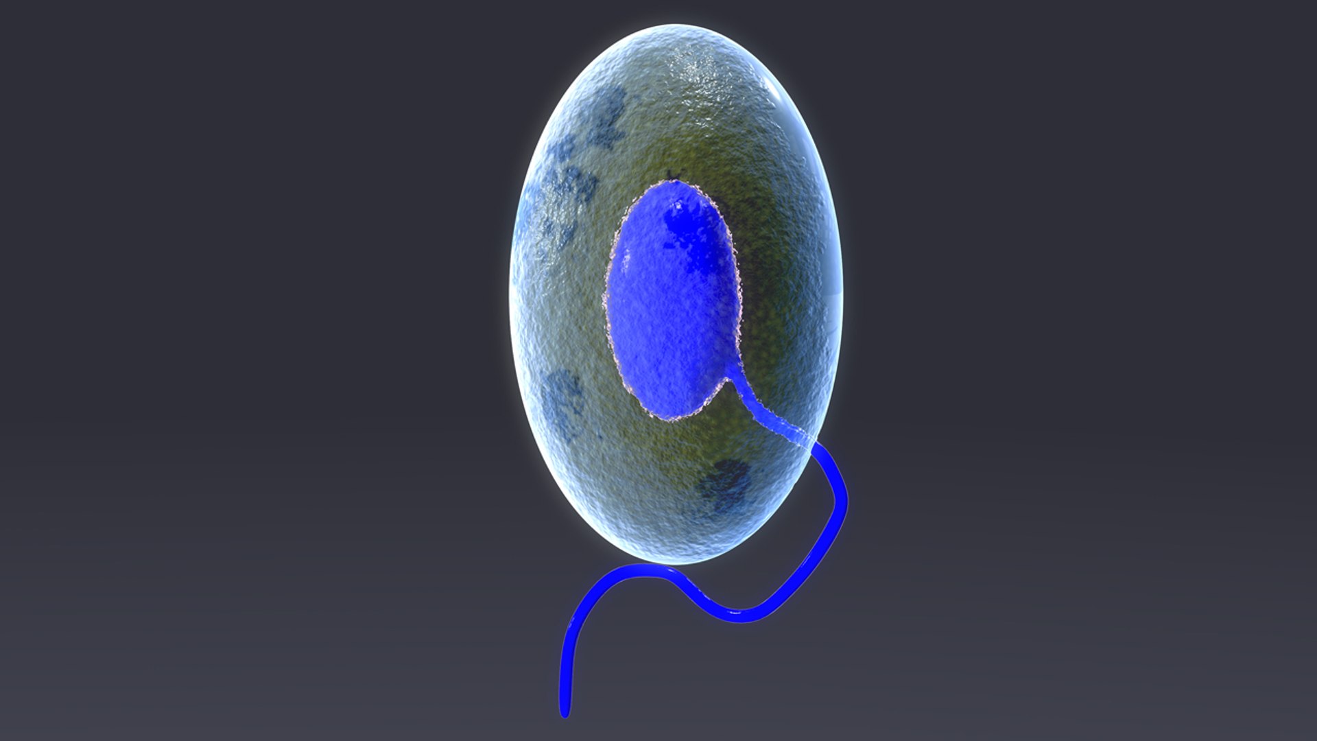 3D Plasmodium - TurboSquid 1149714