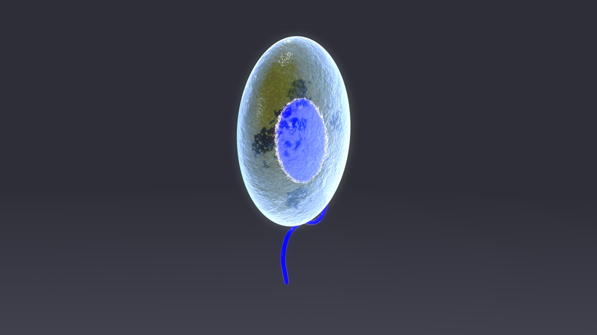 3D Plasmodium - TurboSquid 1149714