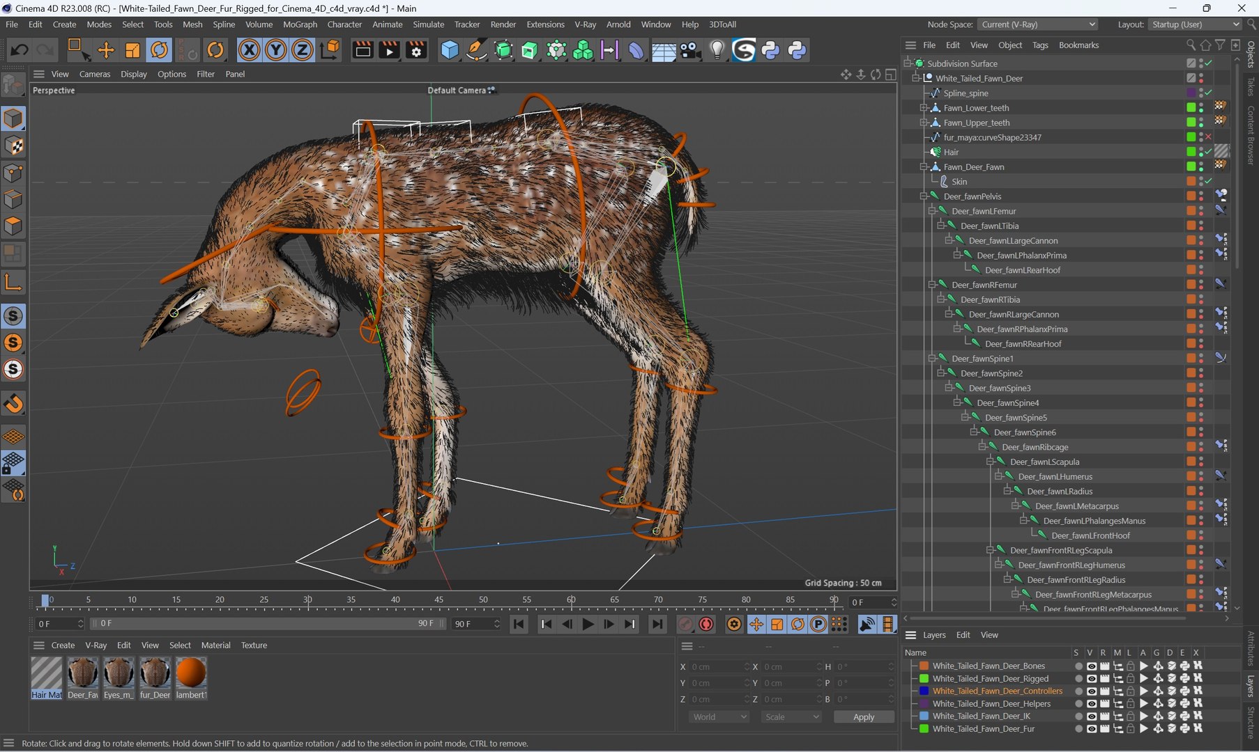 3D White-Tailed Fawn Deer Fur Rigged For Cinema 4D - TurboSquid 2415918