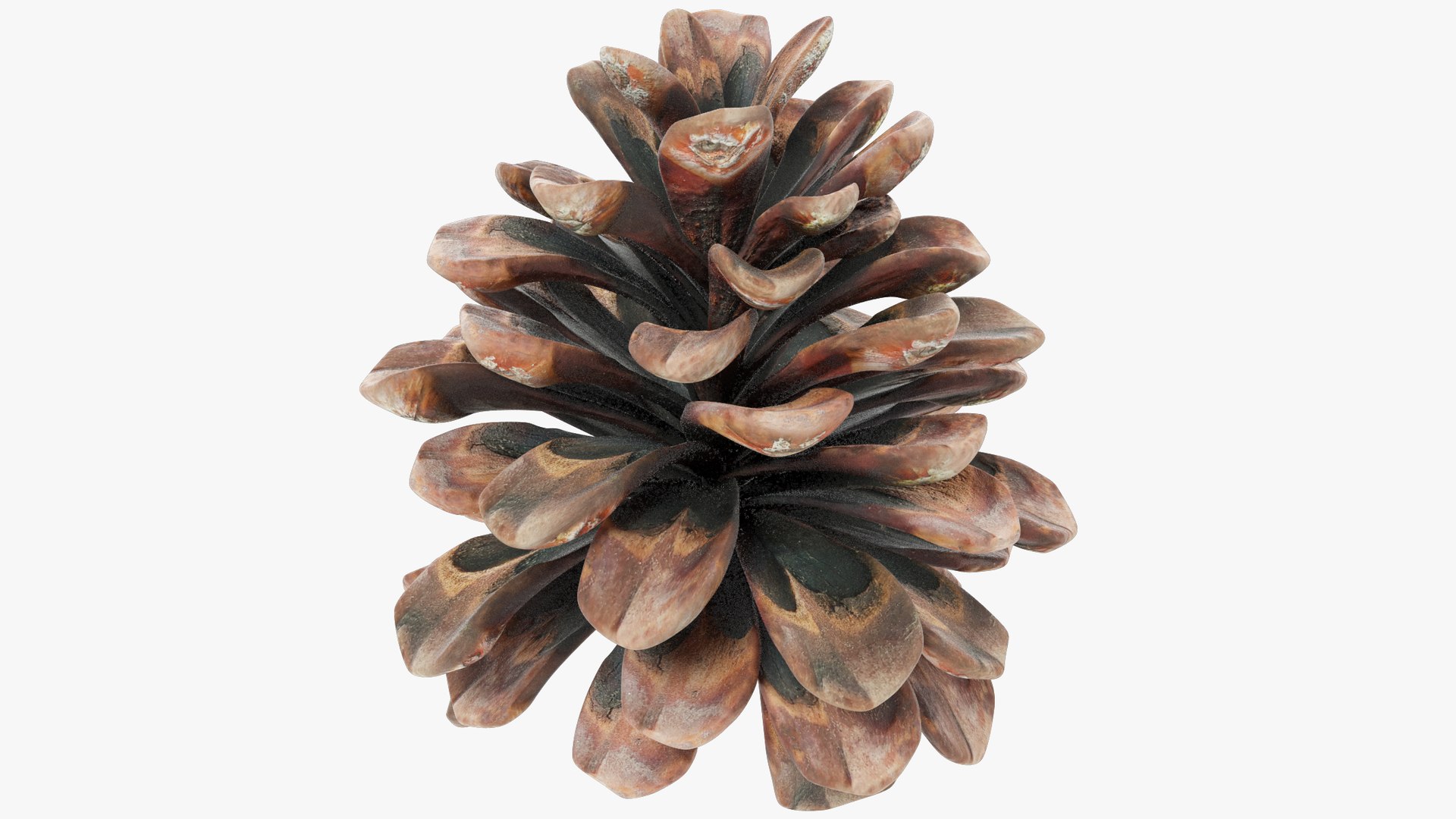 3D Conifer Cones Collection V4 Model - TurboSquid 2176701