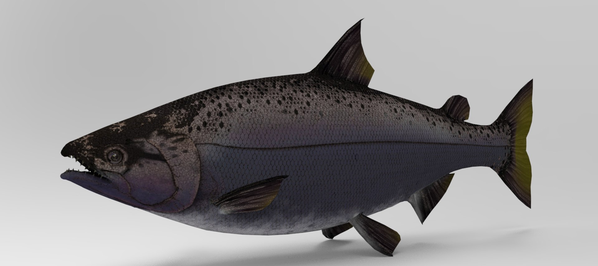 3D Model Salmon - TurboSquid 2200536