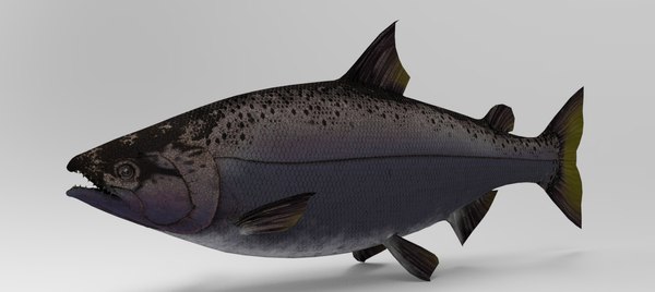 modelo 3d Salmón - TurboSquid 2200536