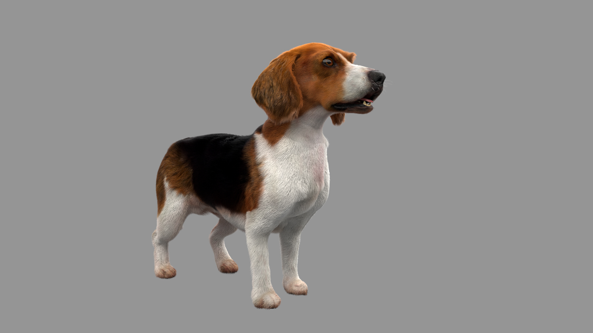 Beagle dog rigged model - TurboSquid 1286982