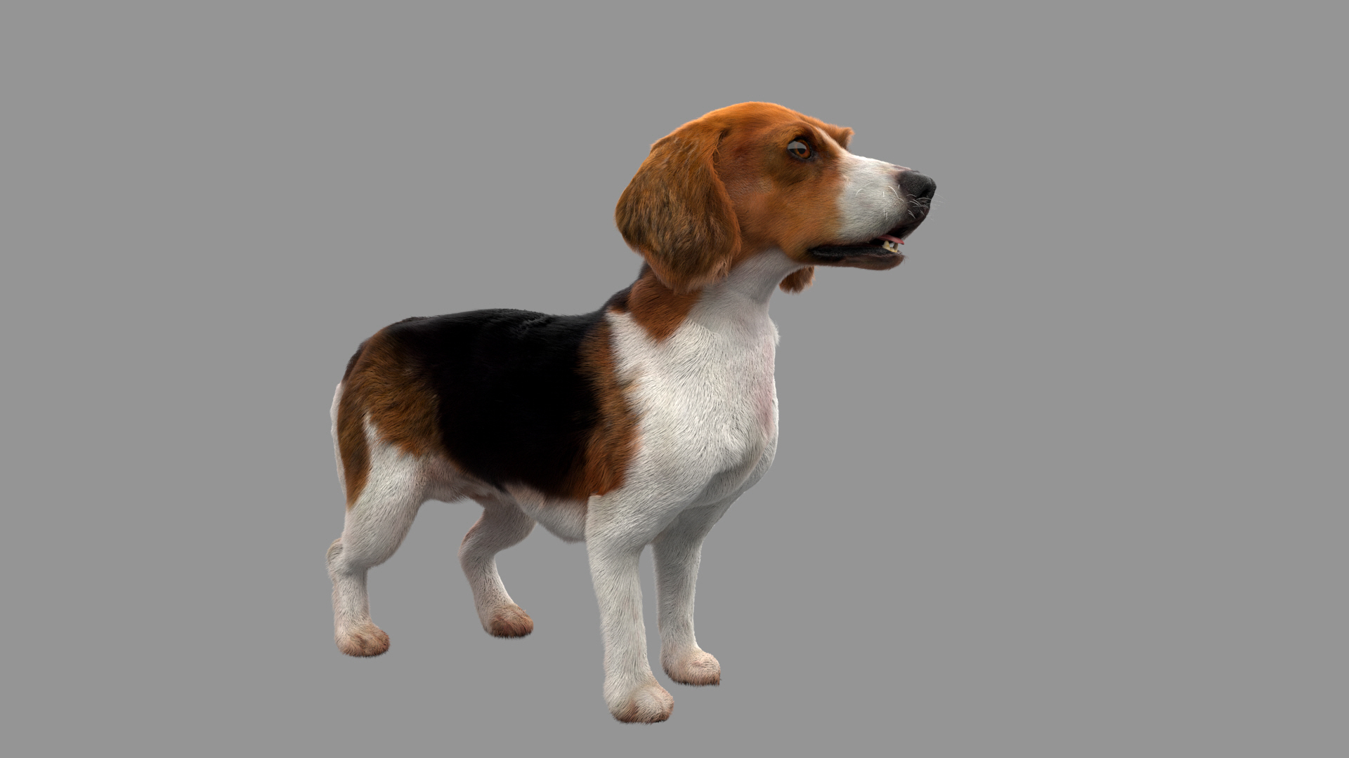 Beagle dog rigged model - TurboSquid 1286982