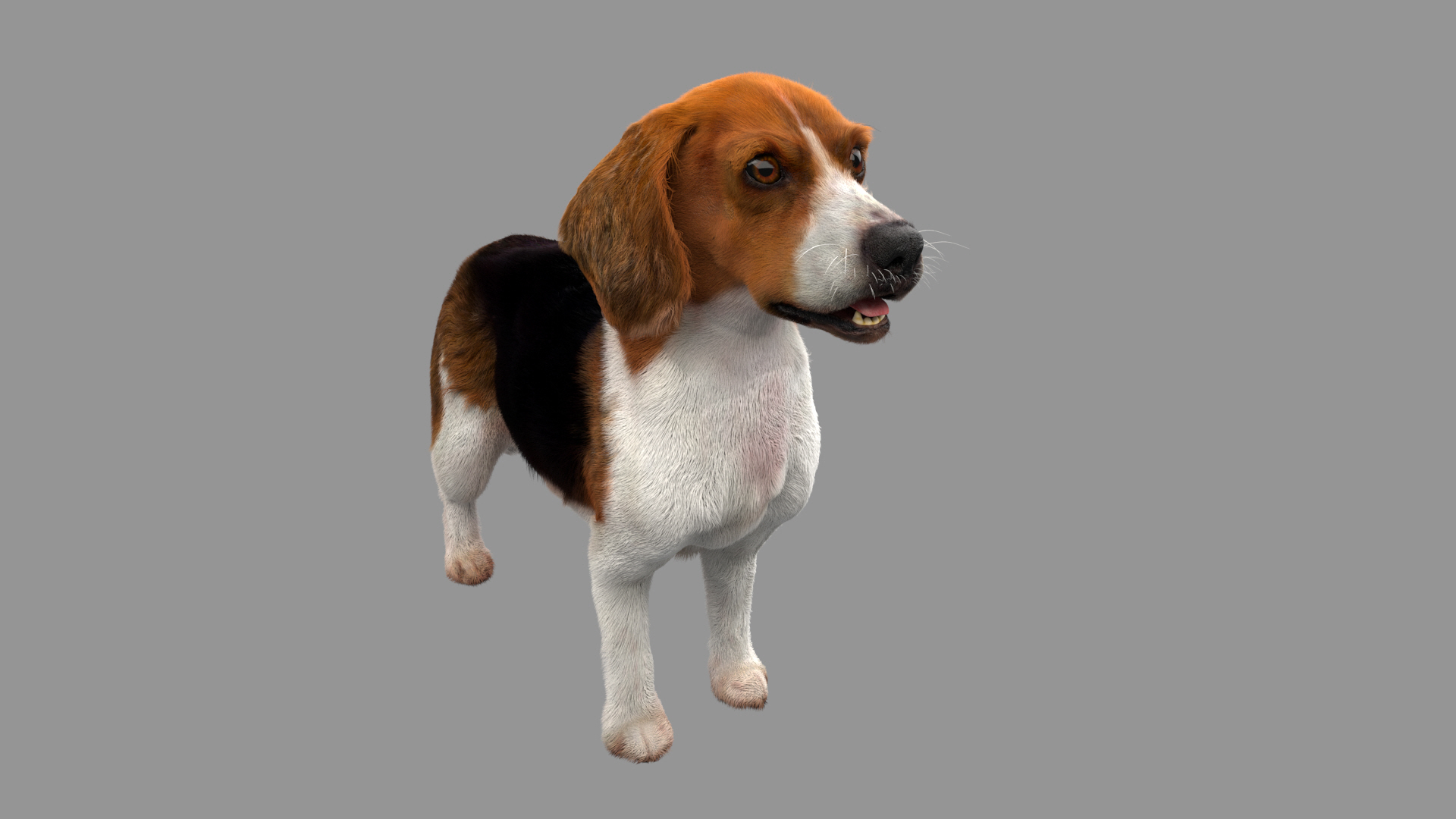 Beagle dog rigged model - TurboSquid 1286982
