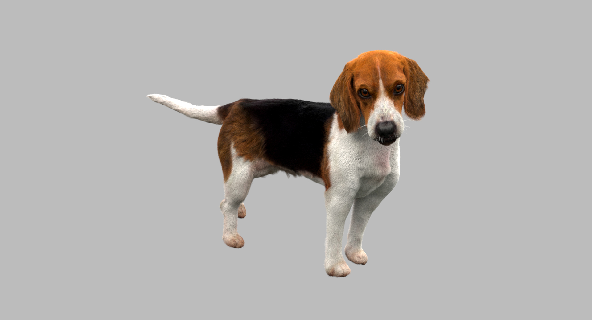 Beagle dog rigged model - TurboSquid 1286982