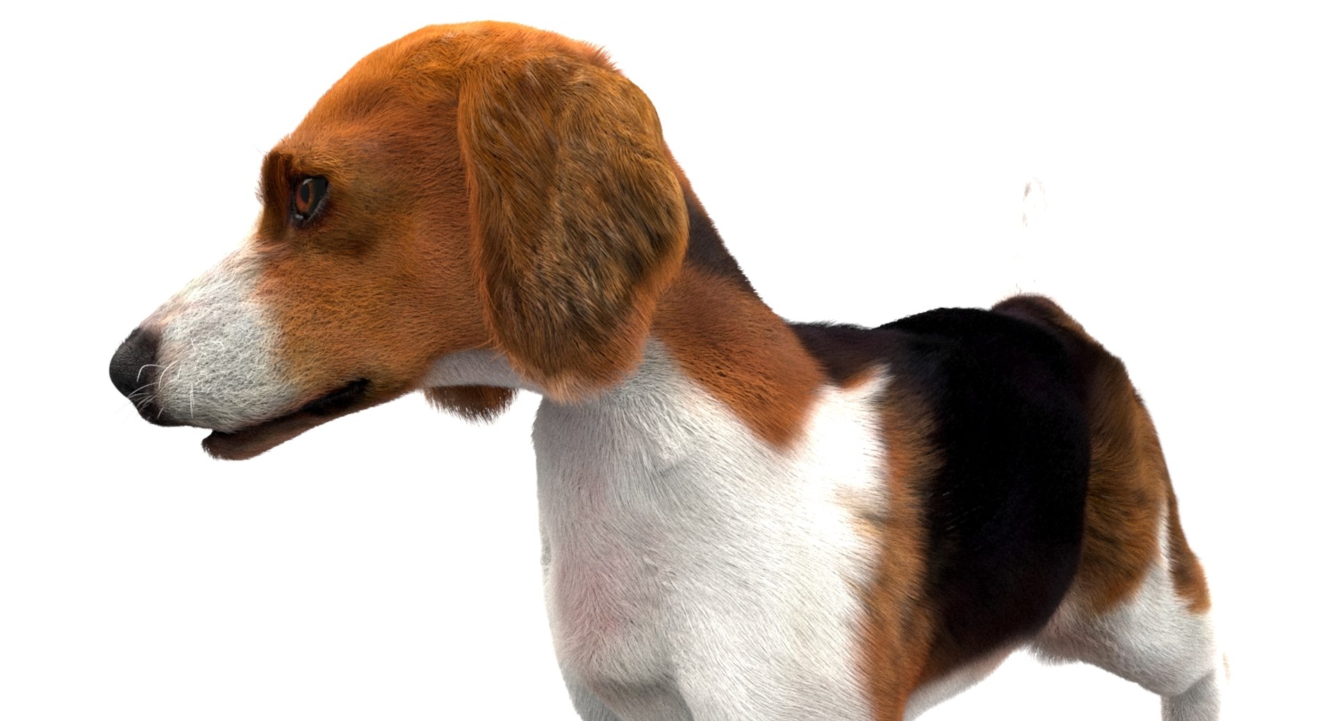 Beagle dog rigged model - TurboSquid 1286982