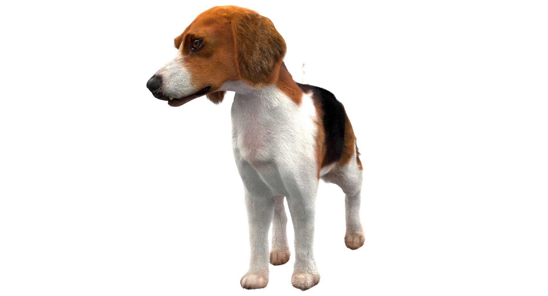 Beagle dog rigged model - TurboSquid 1286982