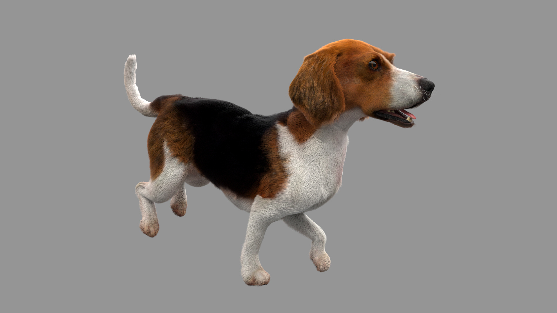 Beagle dog rigged model - TurboSquid 1286982