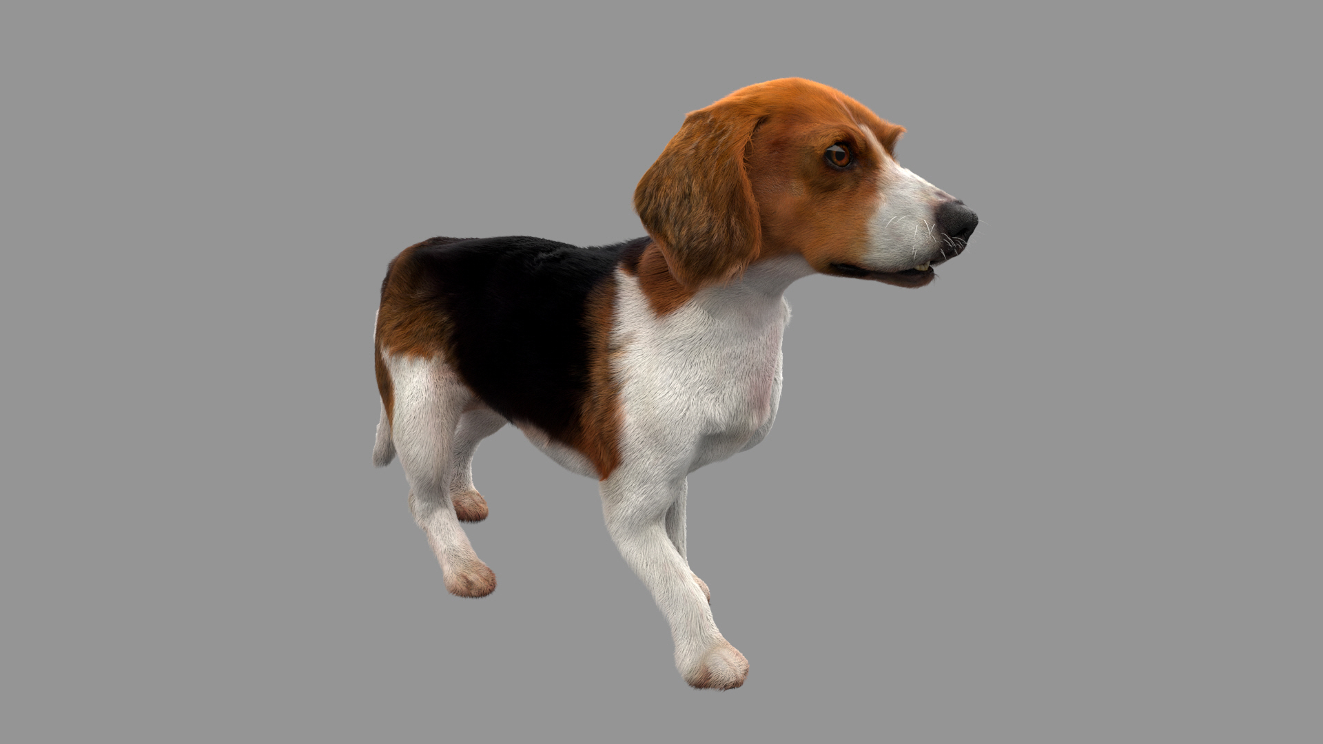 Beagle dog rigged model - TurboSquid 1286982